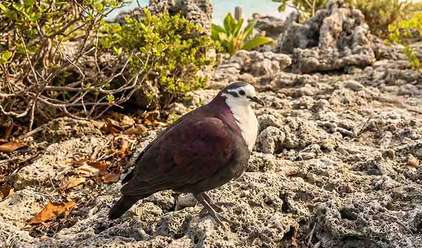 Polynesian ground dove facts, distribution & population | BioDB
