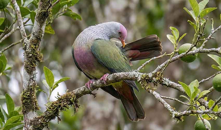 Rapa fruit dove facts, distribution & population | BioDB