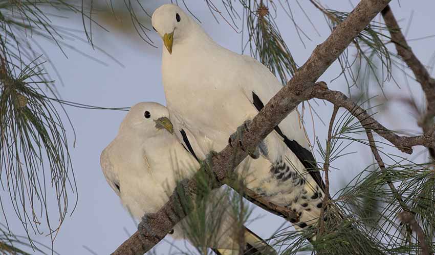 Ducula - Imperial pigeons: facts, distribution & population | BioDB