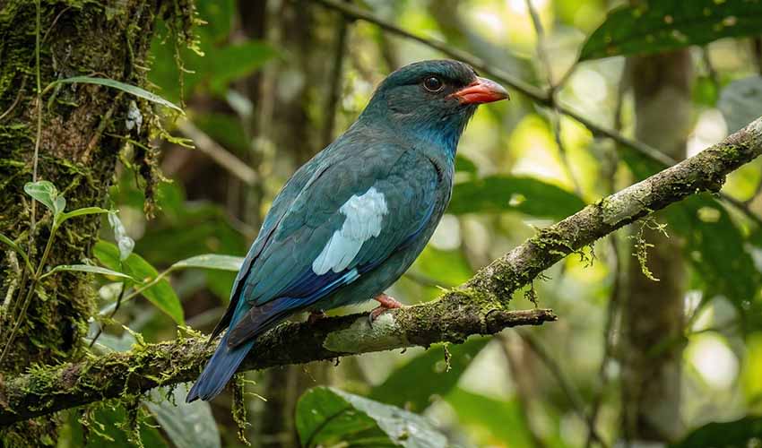Azure dollarbird facts, distribution & population | BioDB