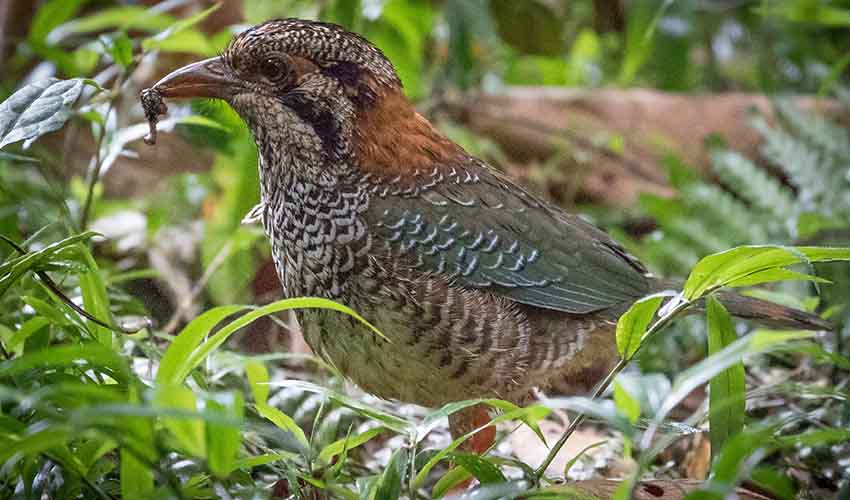 Scaly ground roller facts, distribution & population | BioDB