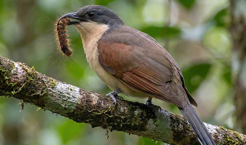 Cocos cuckoo facts, distribution & population | BioDB