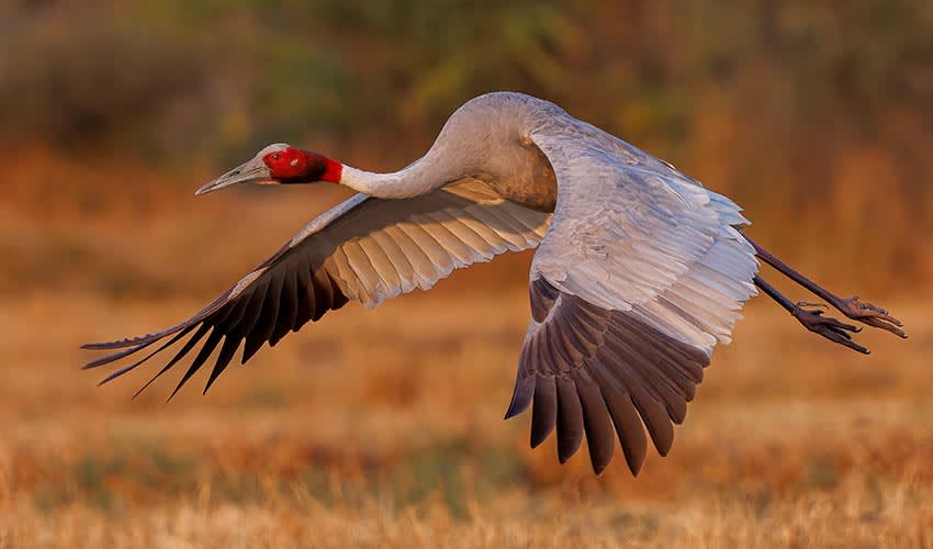 Sarus crane facts, distribution & population | BioDB