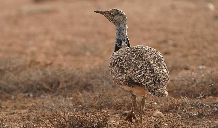 African houbara facts, distribution & population | BioDB