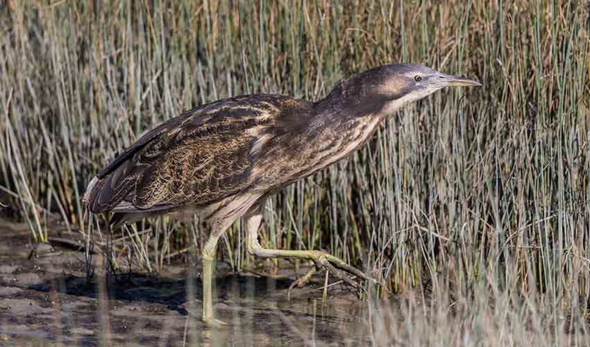 Australasian bittern facts, distribution & population | BioDB
