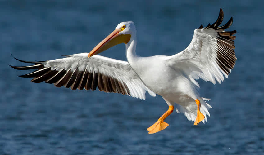American white pelican facts, distribution & population | BioDB