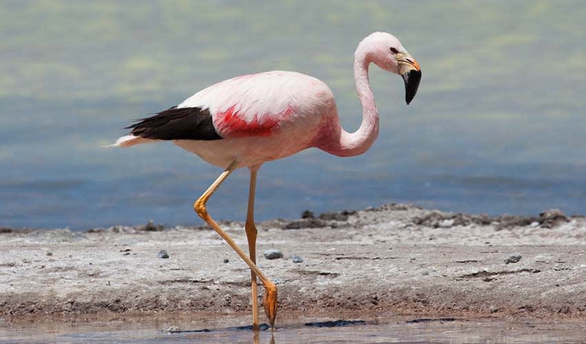 Andean flamingo facts, distribution & population | BioDB