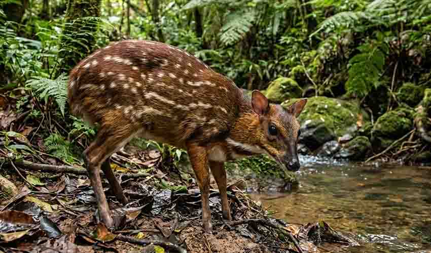 Water chevrotain facts, distribution & population | BioDB