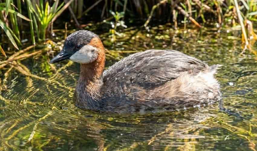 Madagascar grebe facts, distribution & population | BioDB