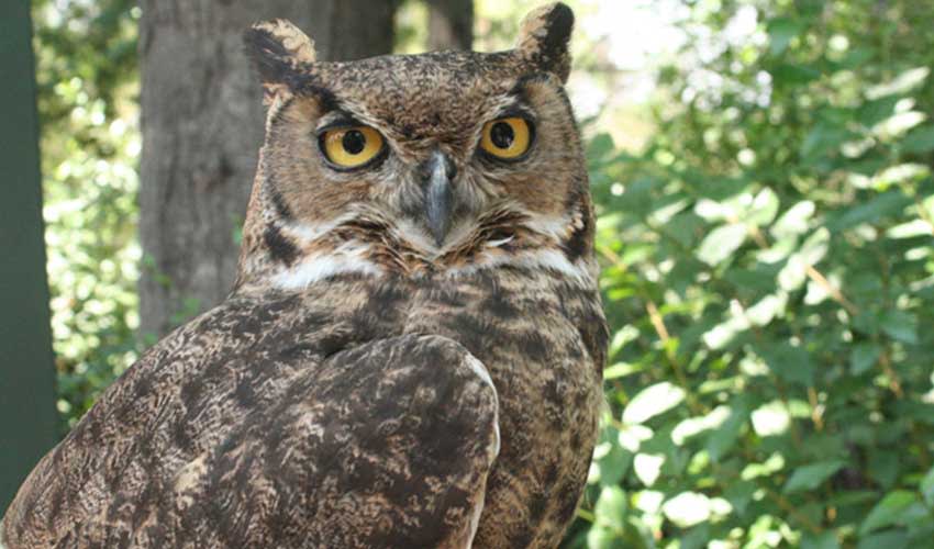 Lesser horned owl facts, distribution & population | BioDB