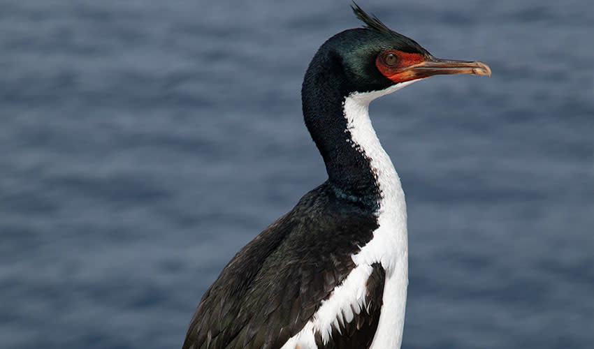Bounty shag facts, distribution & population | BioDB
