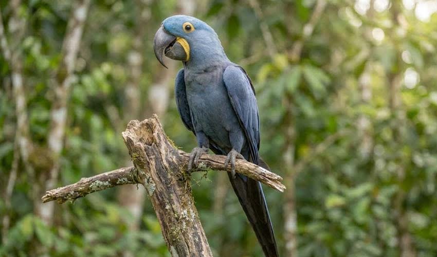 Glaucous macaw facts, distribution & population | BioDB