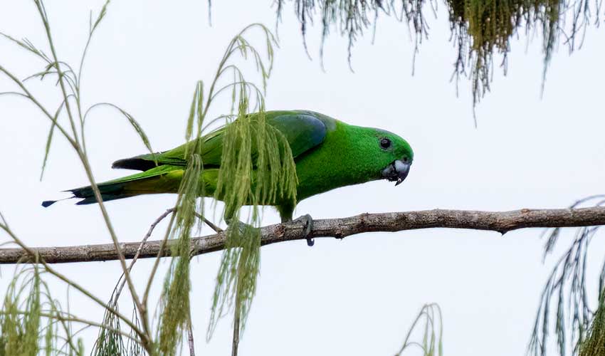 Prioniturus - Racket-tails: facts, distribution & population | BioDB