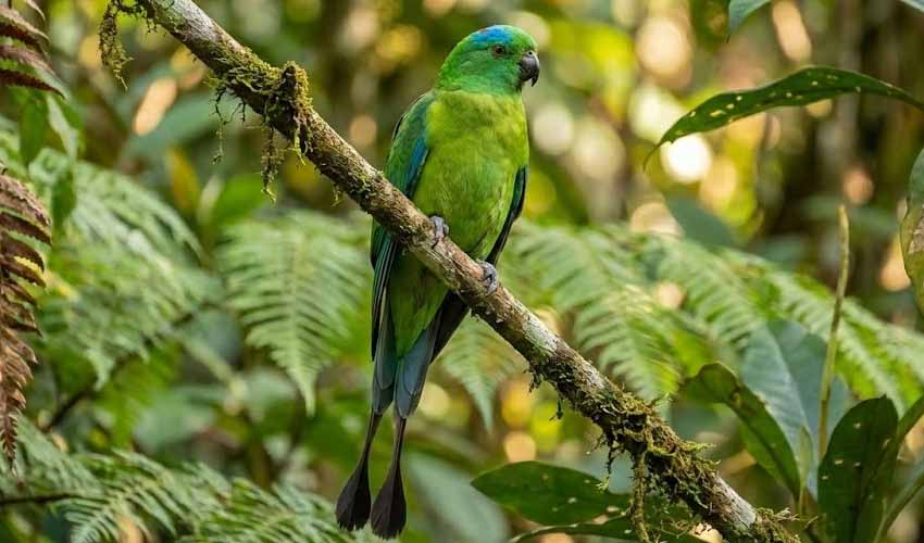 Blue-winged racquet-tail facts, distribution & population | BioDB