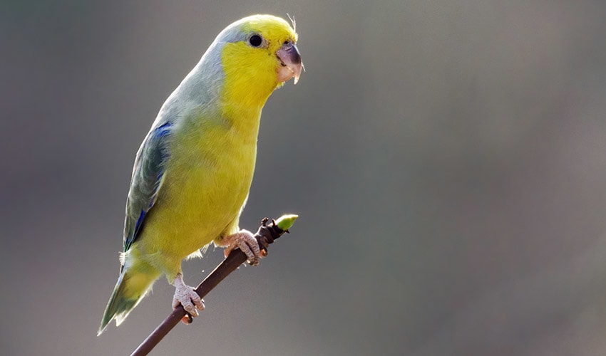 Yellow-faced parrotlet facts, distribution & population | BioDB