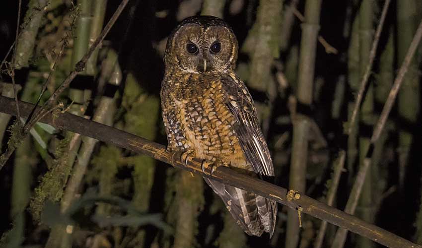 Himalayan owl facts, distribution & population | BioDB