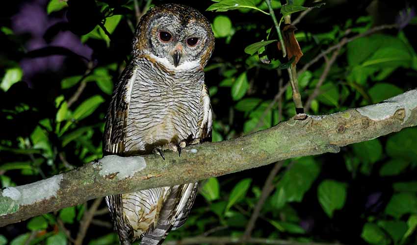 Mottled wood owl facts, distribution & population | BioDB