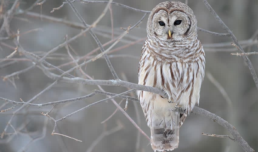Barred owl facts, distribution & population | BioDB