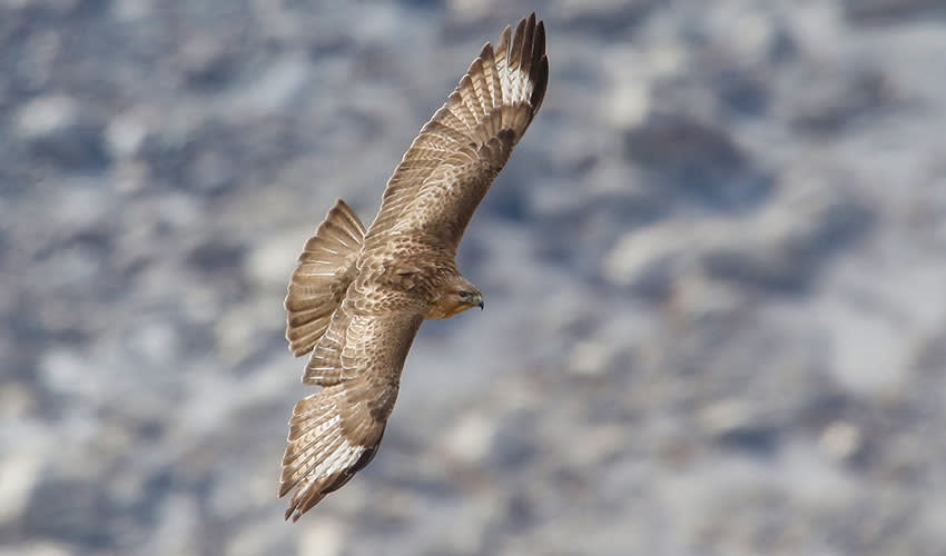 Himalayan buzzard facts, distribution & population | BioDB
