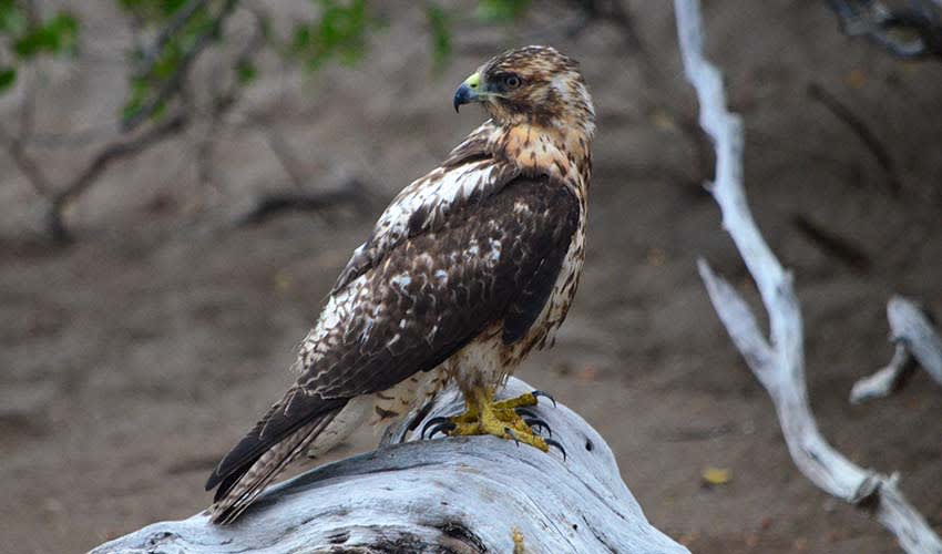 Galapagos hawk facts, distribution & population | BioDB
