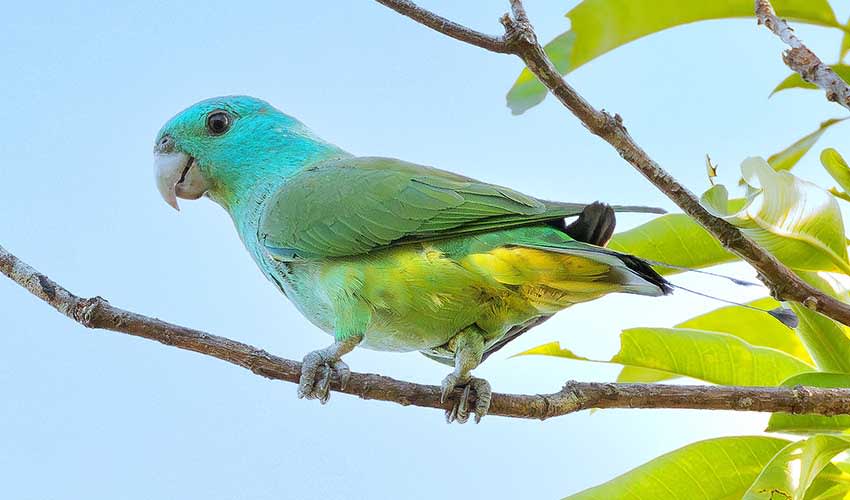 Blue-headed racket-tail facts, distribution & population | BioDB