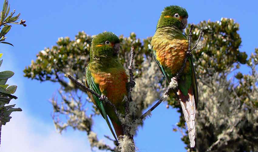 Leptosittaca - Golden-plumed parakeet: facts, distribution & population ...