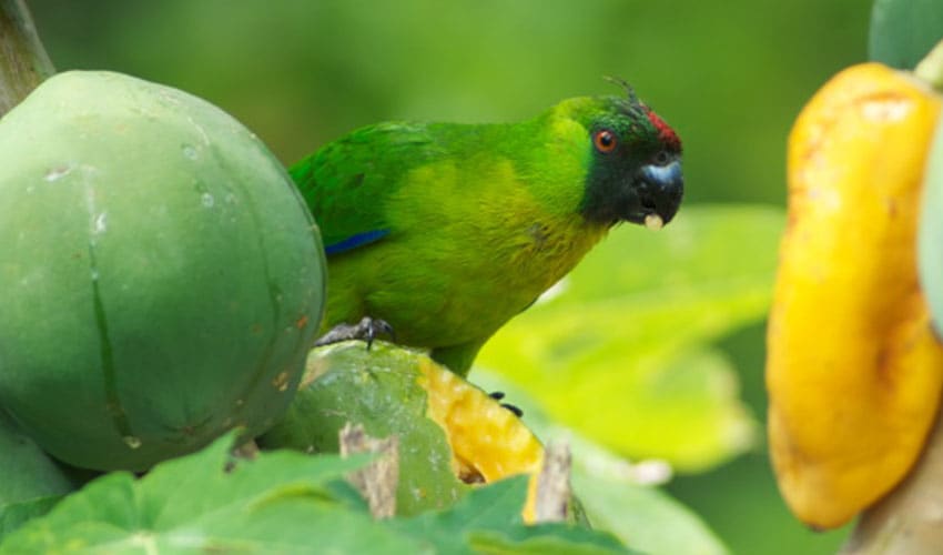 Eunymphicus: facts, distribution & population | BioDB