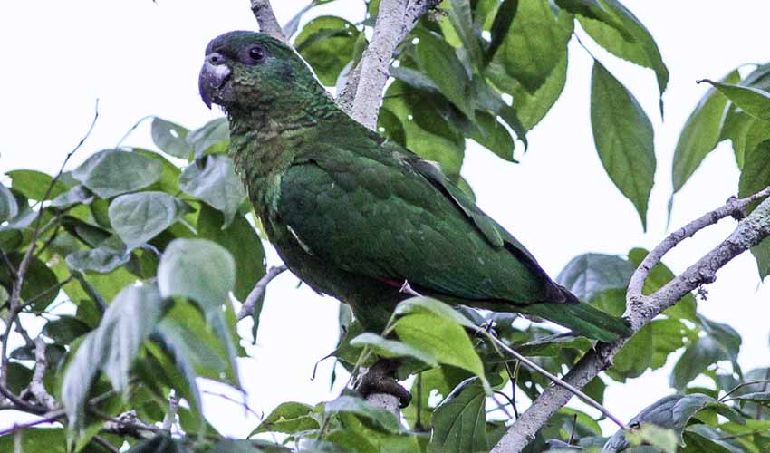 Black-billed amazon facts, distribution & population | BioDB