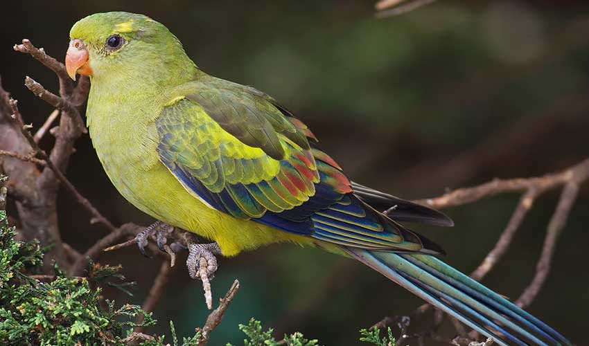 Regent parrot facts, distribution & population | BioDB