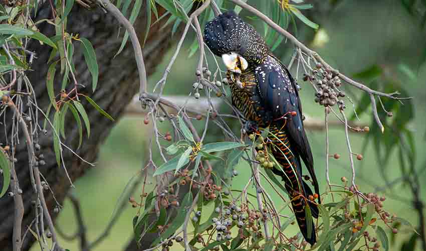 Red-tailed black cockatoo facts, distribution & population | BioDB
