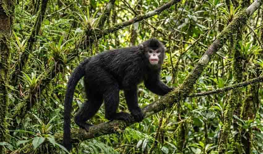 Myanmar snub-nosed monkey facts, distribution & population | BioDB