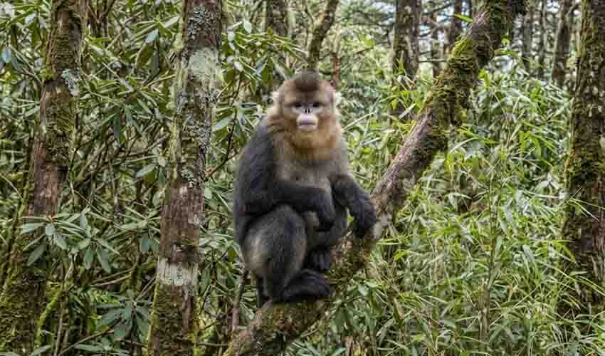 Gray snub-nosed monkey facts, distribution & population | BioDB