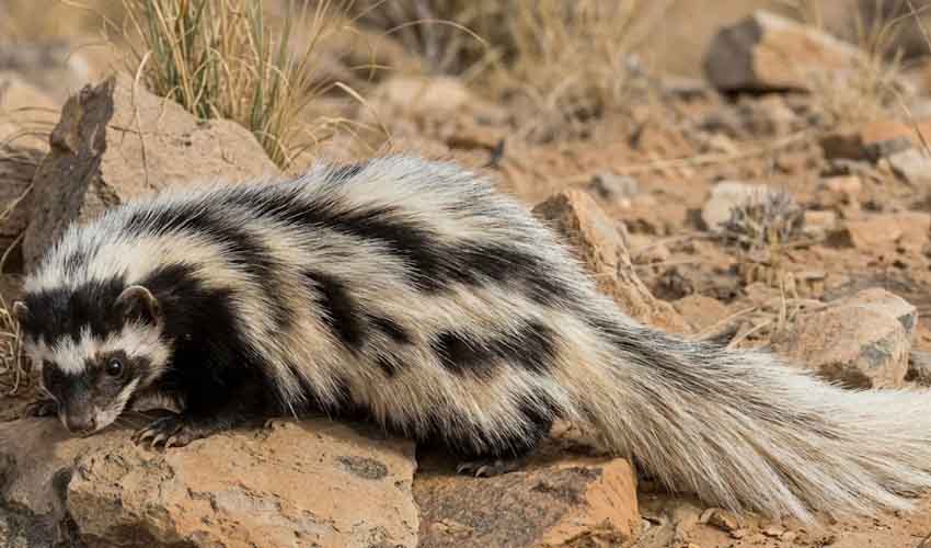 Saharan striped polecat facts, distribution & population | BioDB