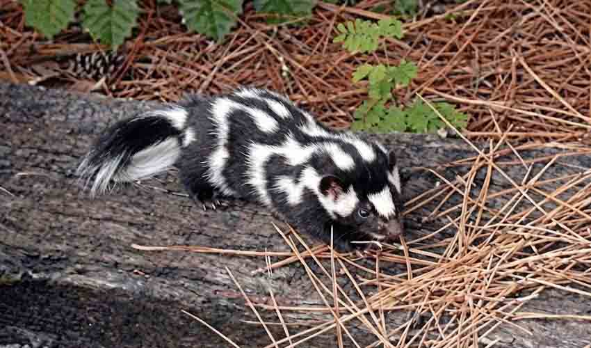 Eastern spotted skunk facts, distribution & population | BioDB