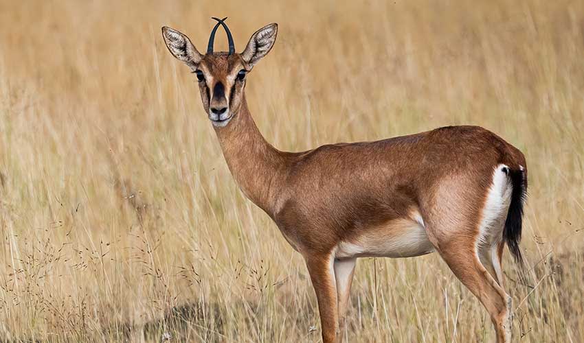Chinkara facts, distribution & population | BioDB