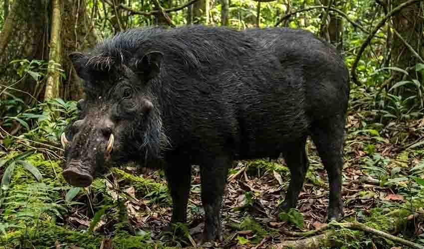 Oliver's warty pig facts, distribution & population | BioDB