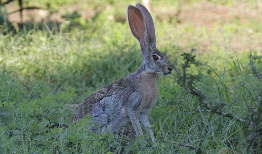 Antelope jackrabbit facts, distribution & population | BioDB