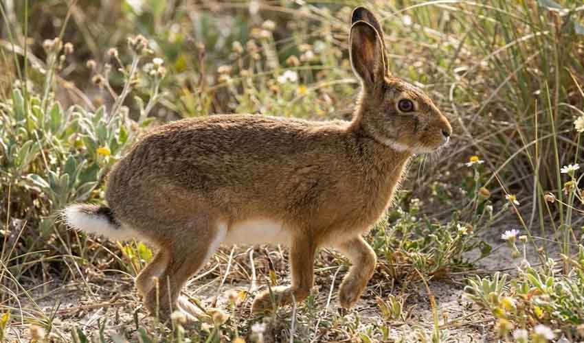 Hainan hare facts, distribution & population | BioDB