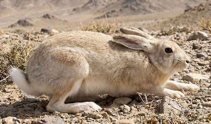 Yarkand hare facts, distribution & population | BioDB