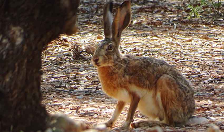 Granada hare facts, distribution & population | BioDB