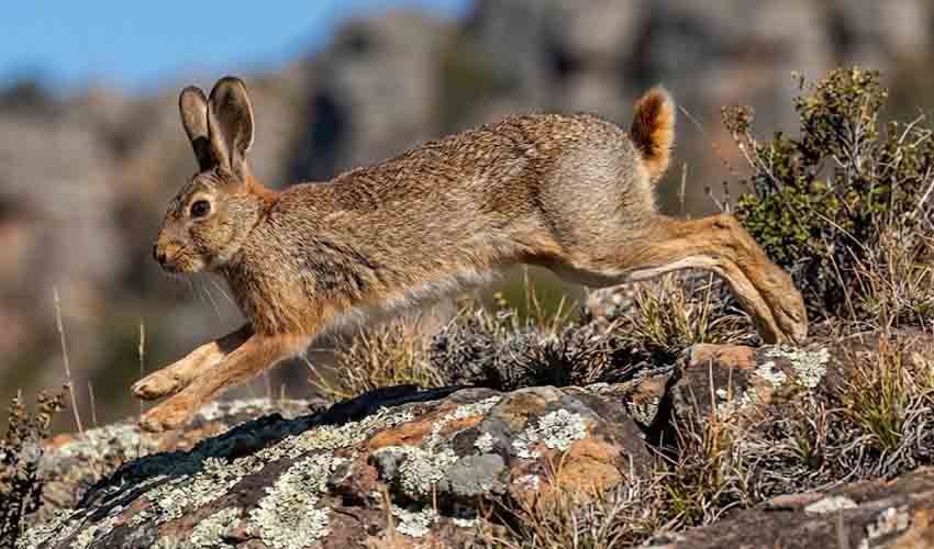 Natal red rock hare facts, distribution & population | BioDB