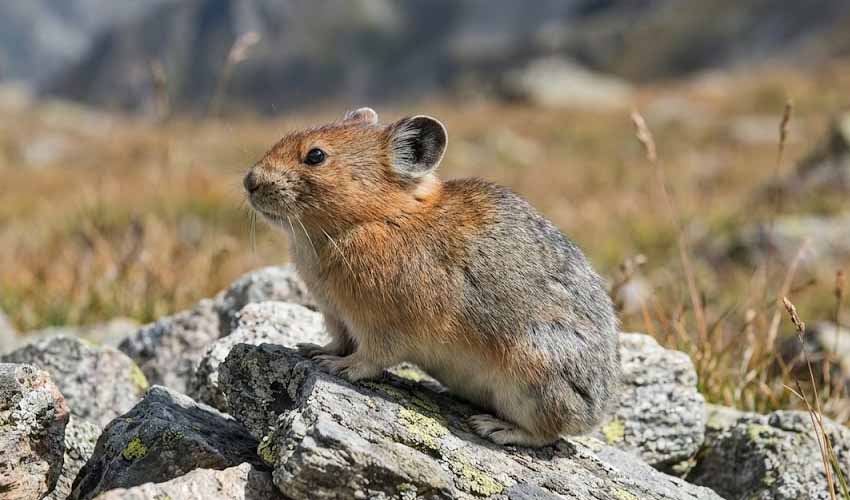 Chinese red pika facts, distribution & population | BioDB