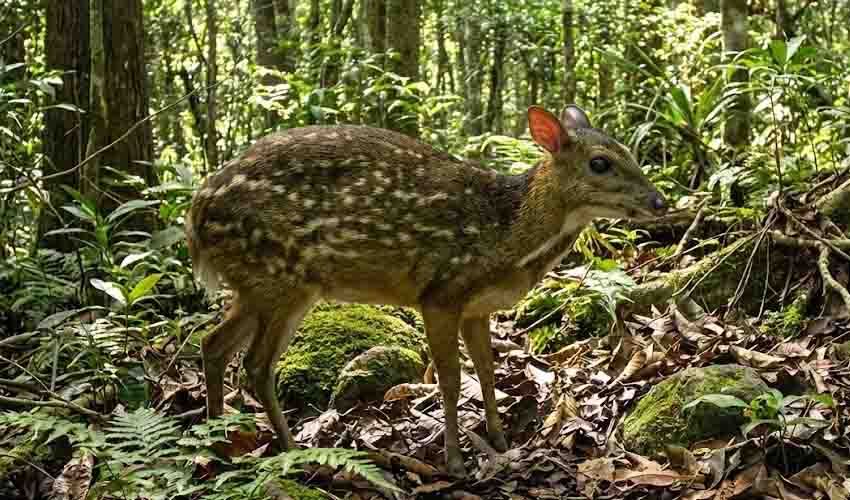 Sri Lankan spotted chevrotain facts, distribution & population | BioDB