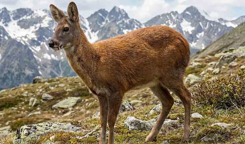 Alpine musk deer facts, distribution & population | BioDB