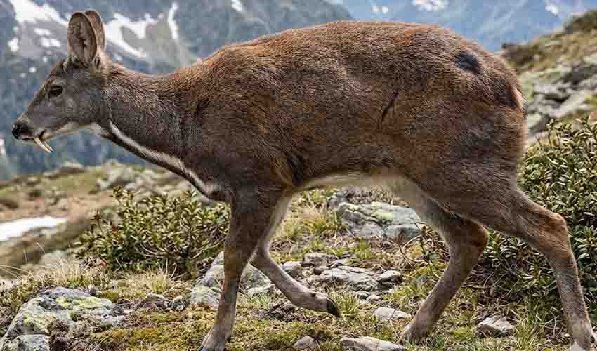 White-bellied musk deer facts, distribution & population | BioDB