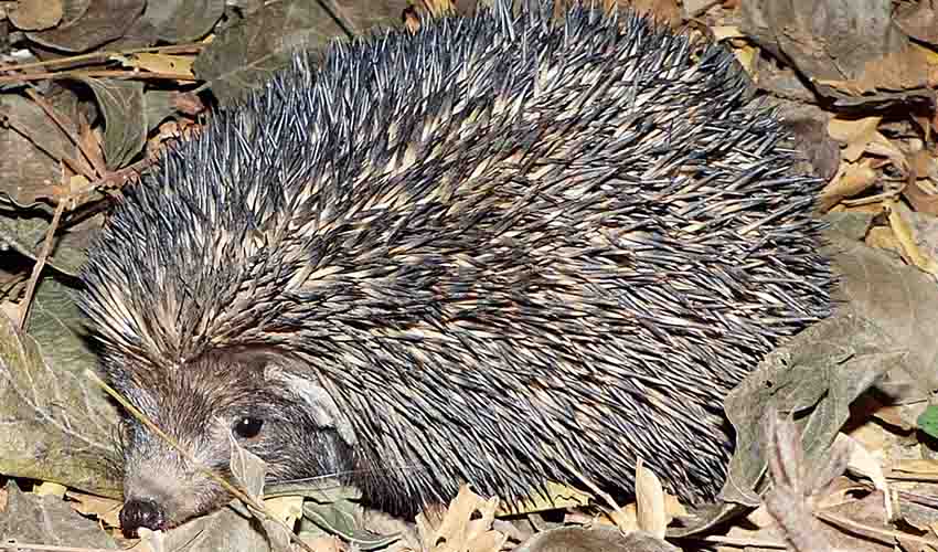 Indian hedgehog facts, distribution & population | BioDB