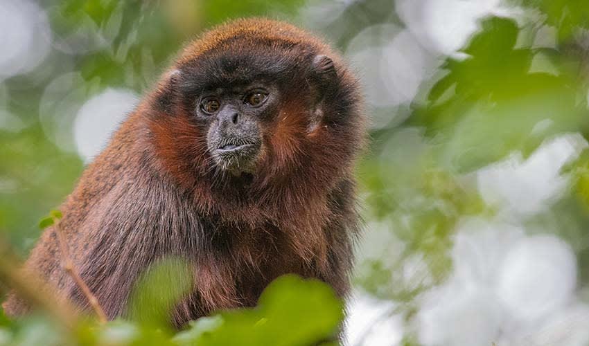 Callicebus - Titi monkeys: facts, distribution & population | BioDB