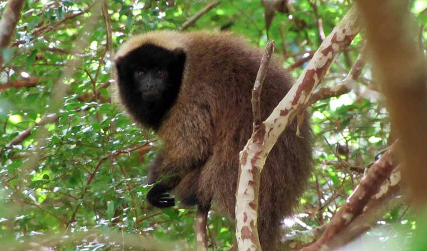 Atlantic titi monkey facts, distribution & population | BioDB