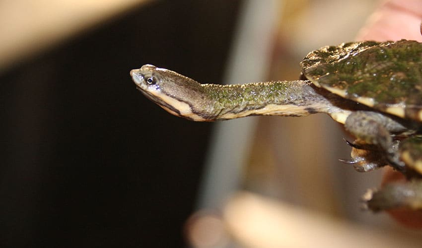 Hydromedusa - South American snake-necked turtles: facts, distribution ...