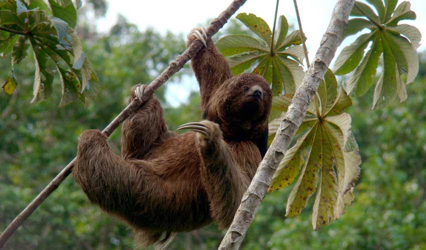 Southern maned sloth facts, distribution & population | BioDB
